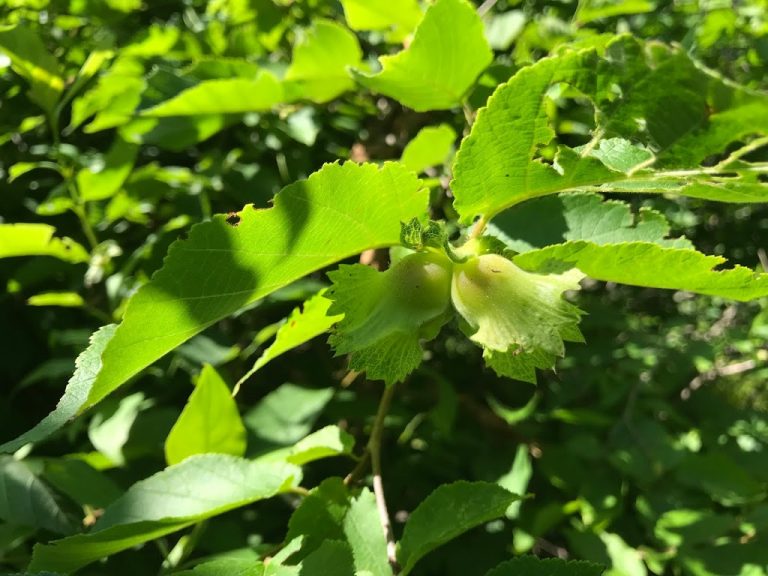 Riverbend Hazelnuts – Hazelnuts from North Dakota